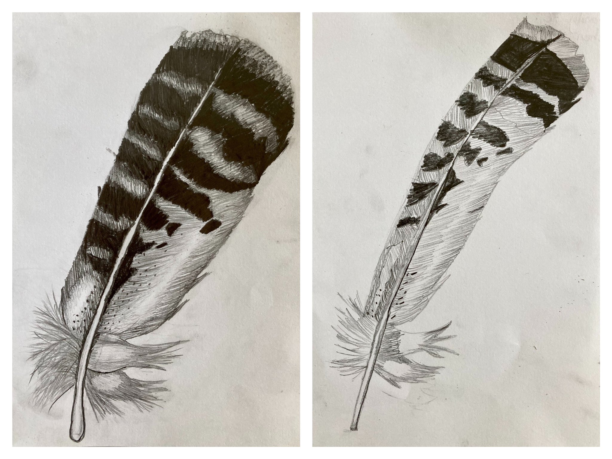 Red Tail Hawk Feather Drawing