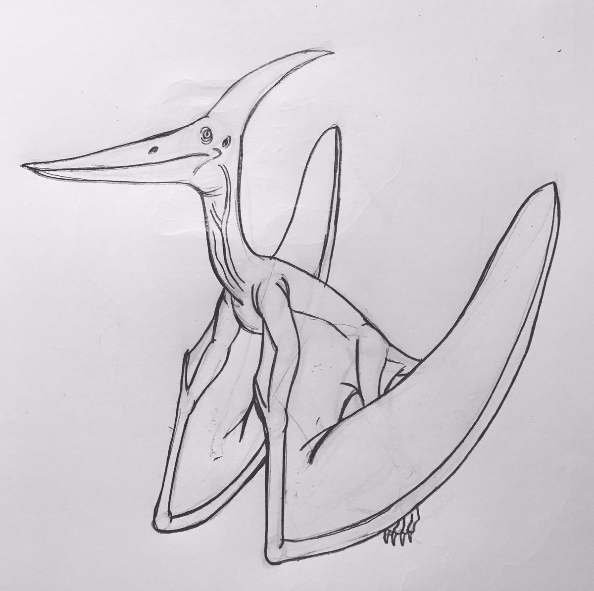 Pterodactyl Drawing