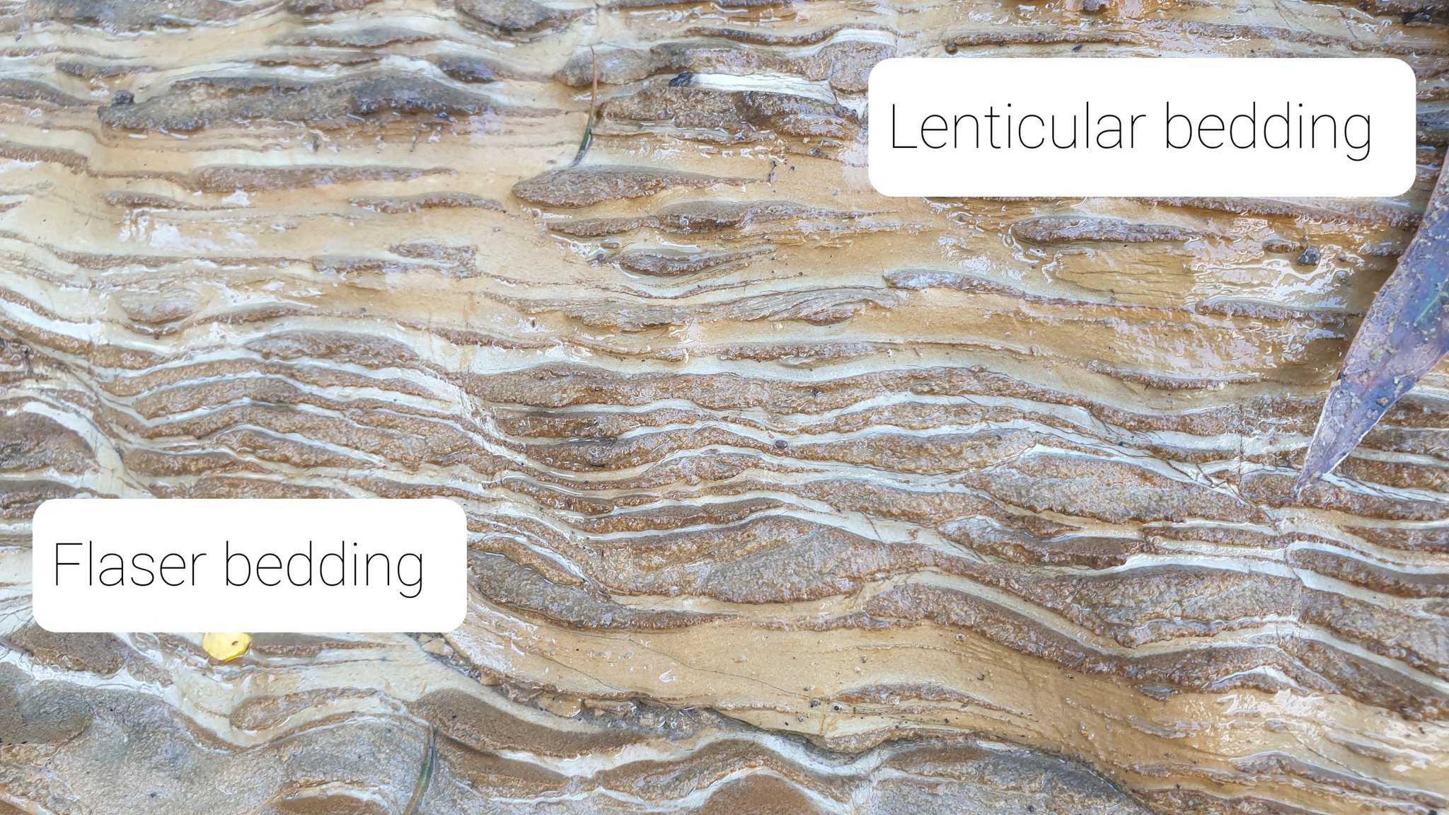 Lenticular Bedding Geology Interbedded Limestone (gray) And Dolomite