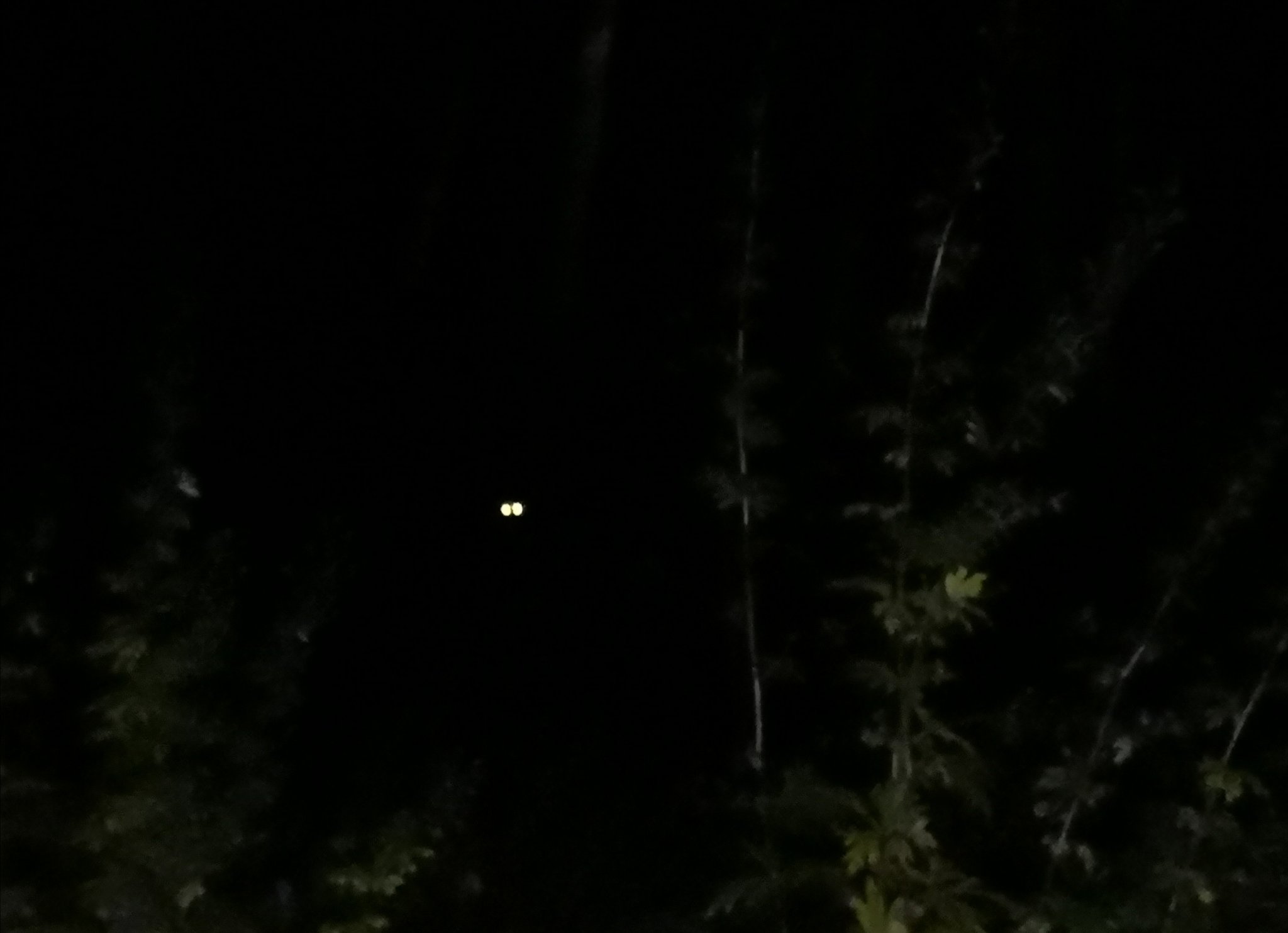 Eyes In The Dark Woods