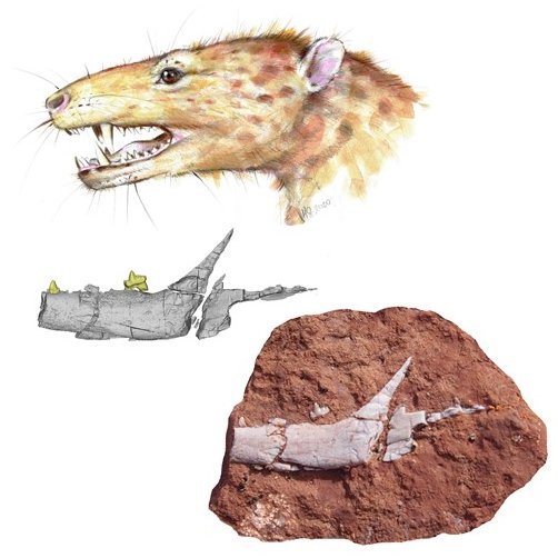 The Paleontology Thread - Page 100 - Toho Kingdom