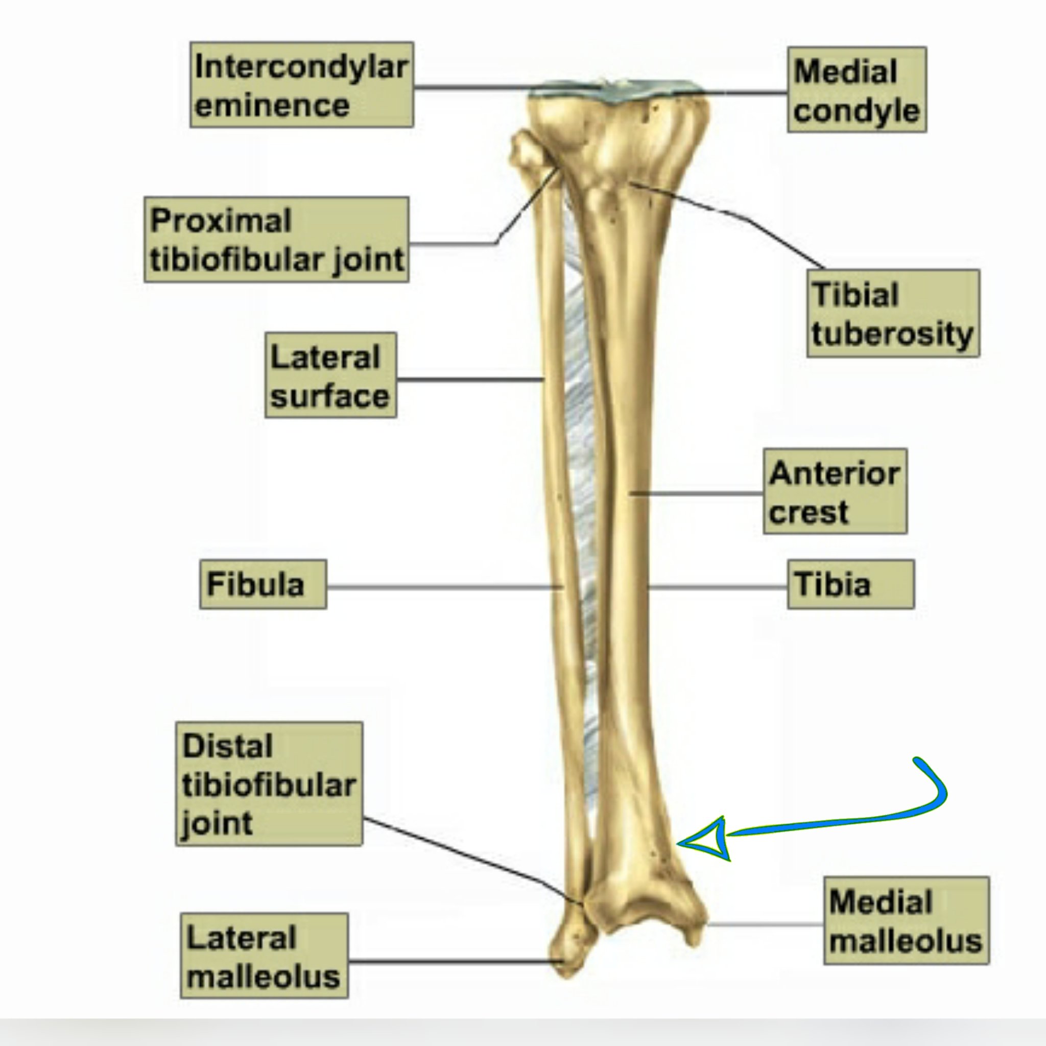 Resumo Da Anatomia Da Tíbia E Fíbula (completo) Sanar
