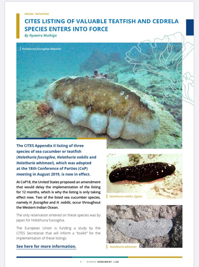 Sea Cucumber Species