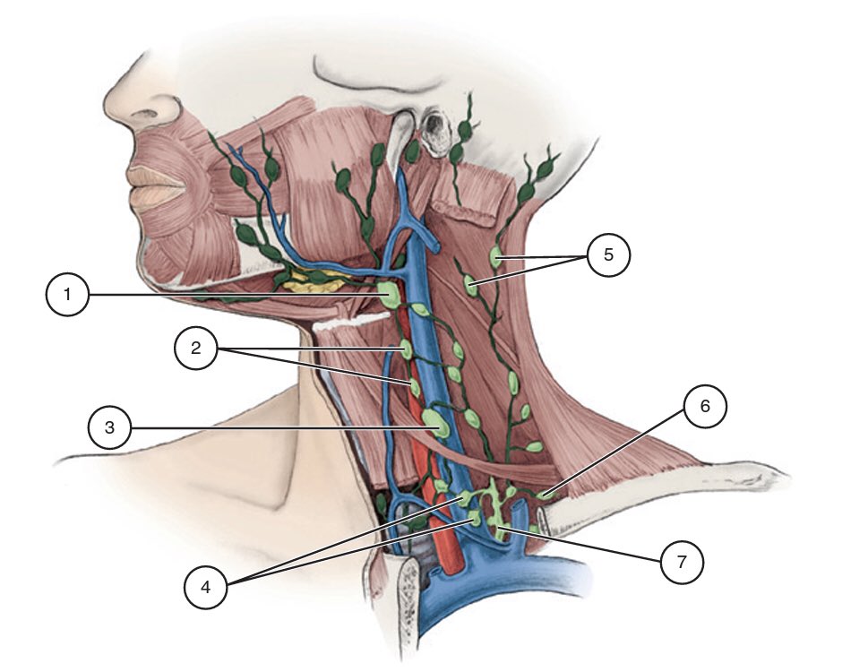 Jugular Lymph Nodes