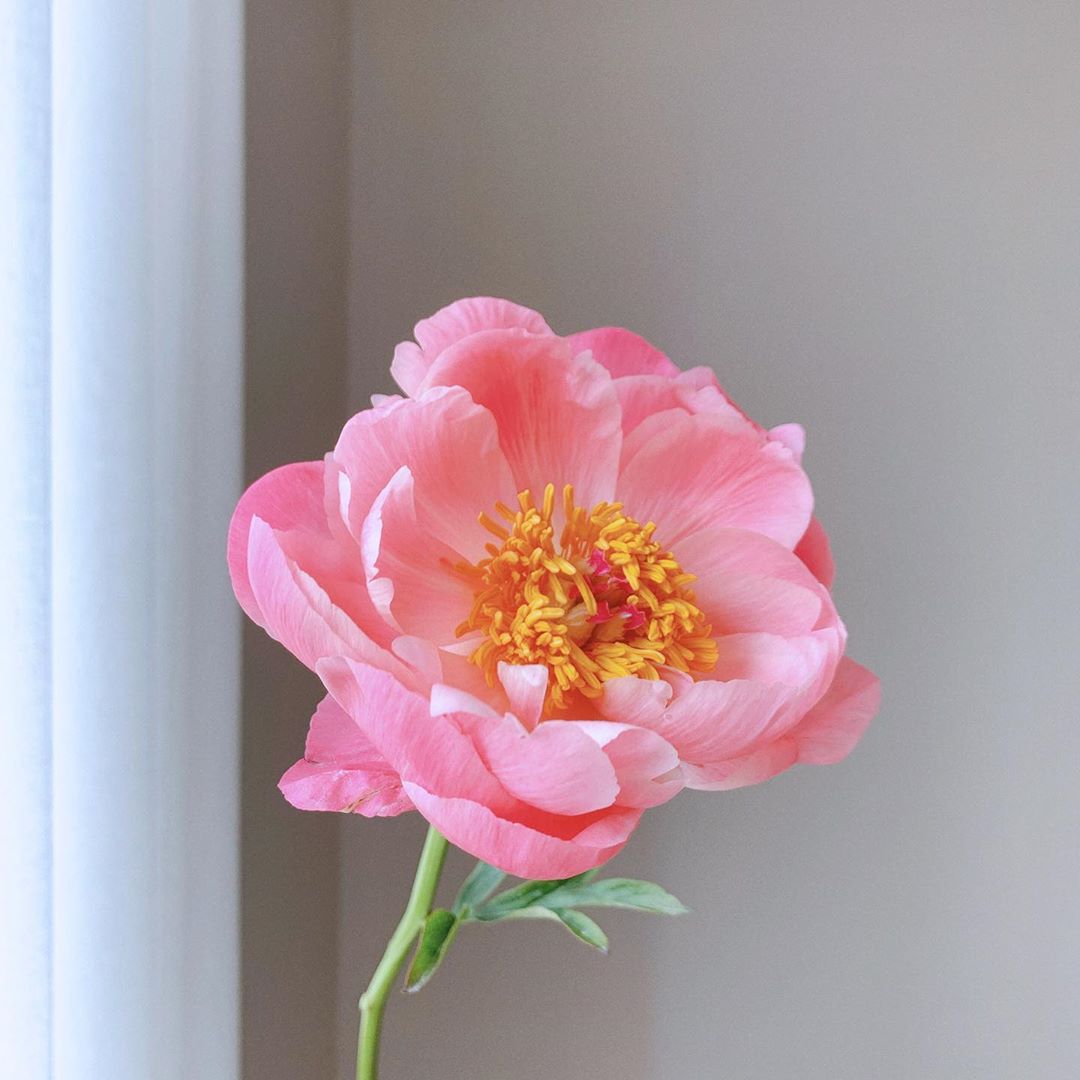 Scarlett_Lemus (@ScarlettLemus1) | Twitter