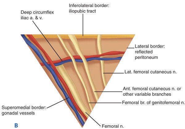 Triangle Of Pain Anatomy SAPHENOUS NERVE; Anatomy, Pain, And ADDUCTOR