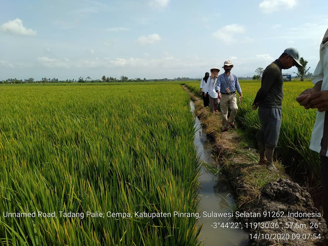 35+ Gambar Penyakit Tungro Pada Tanaman Padi Jaman Now - Informasi ...