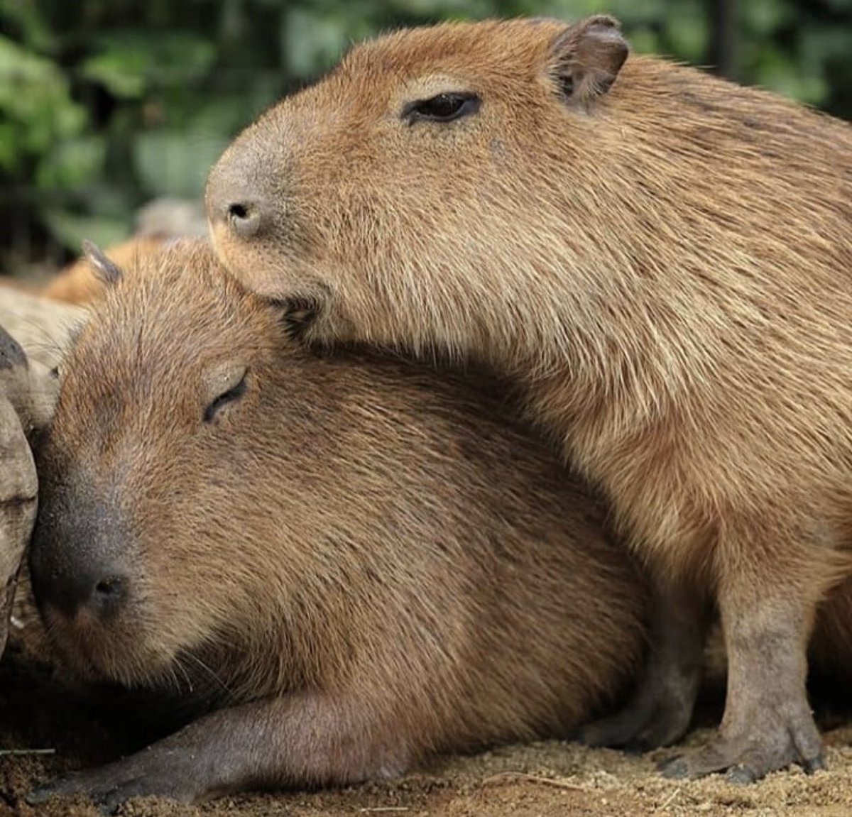 Capybara Bite