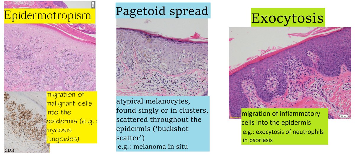 Exocytosis Histology