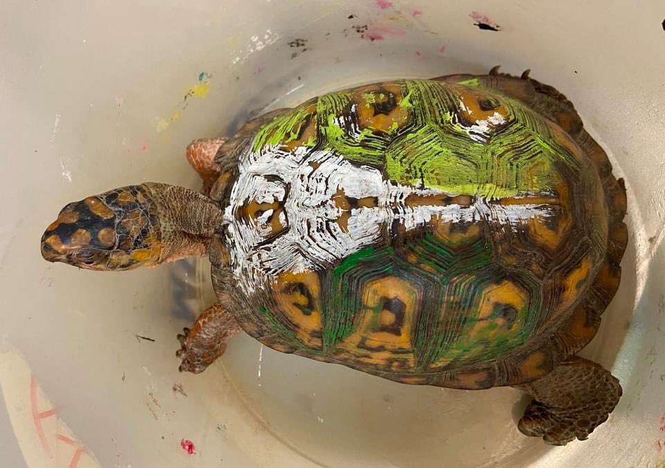 Painted Turtle Shell