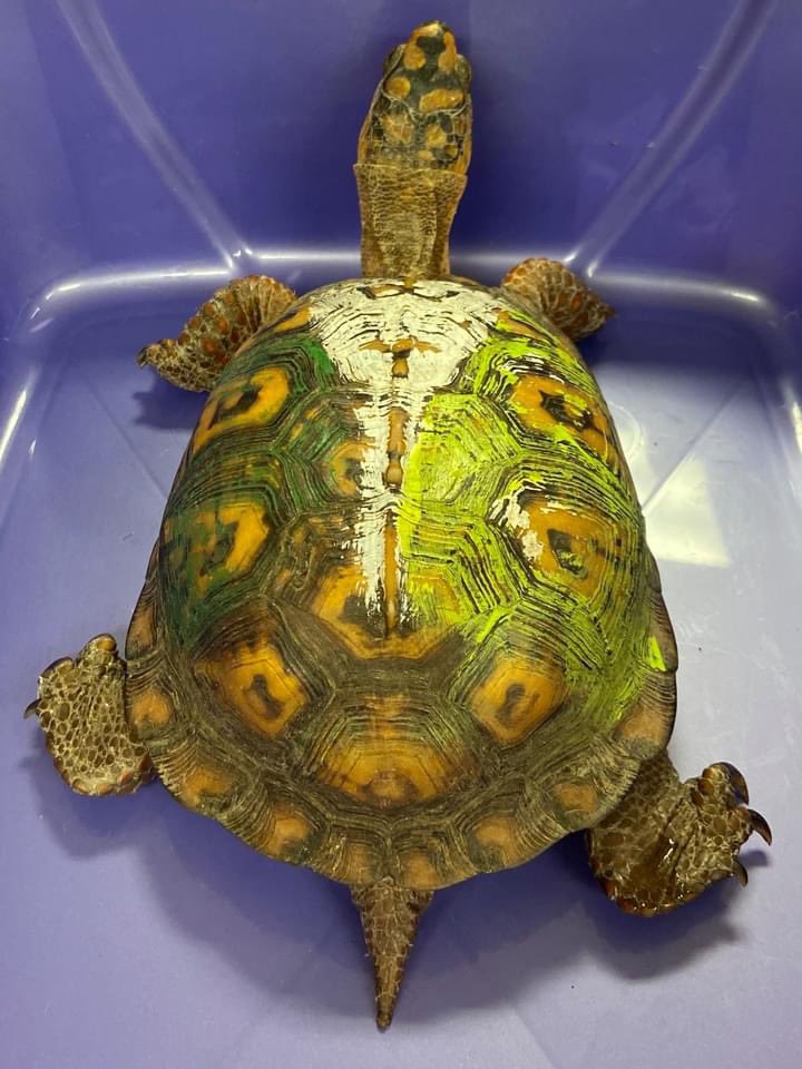 Painted Turtle Shell