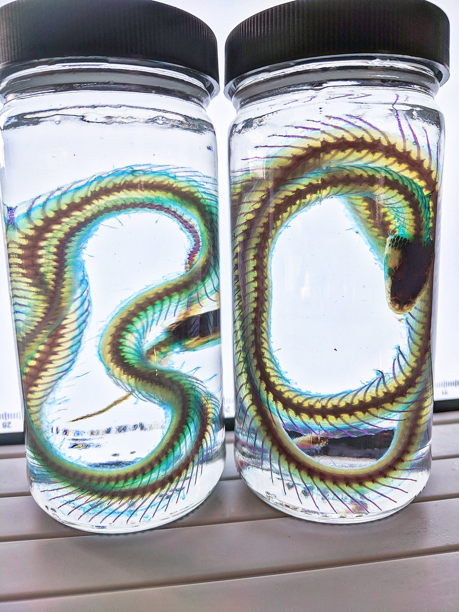 Garter Snakes In A Jar