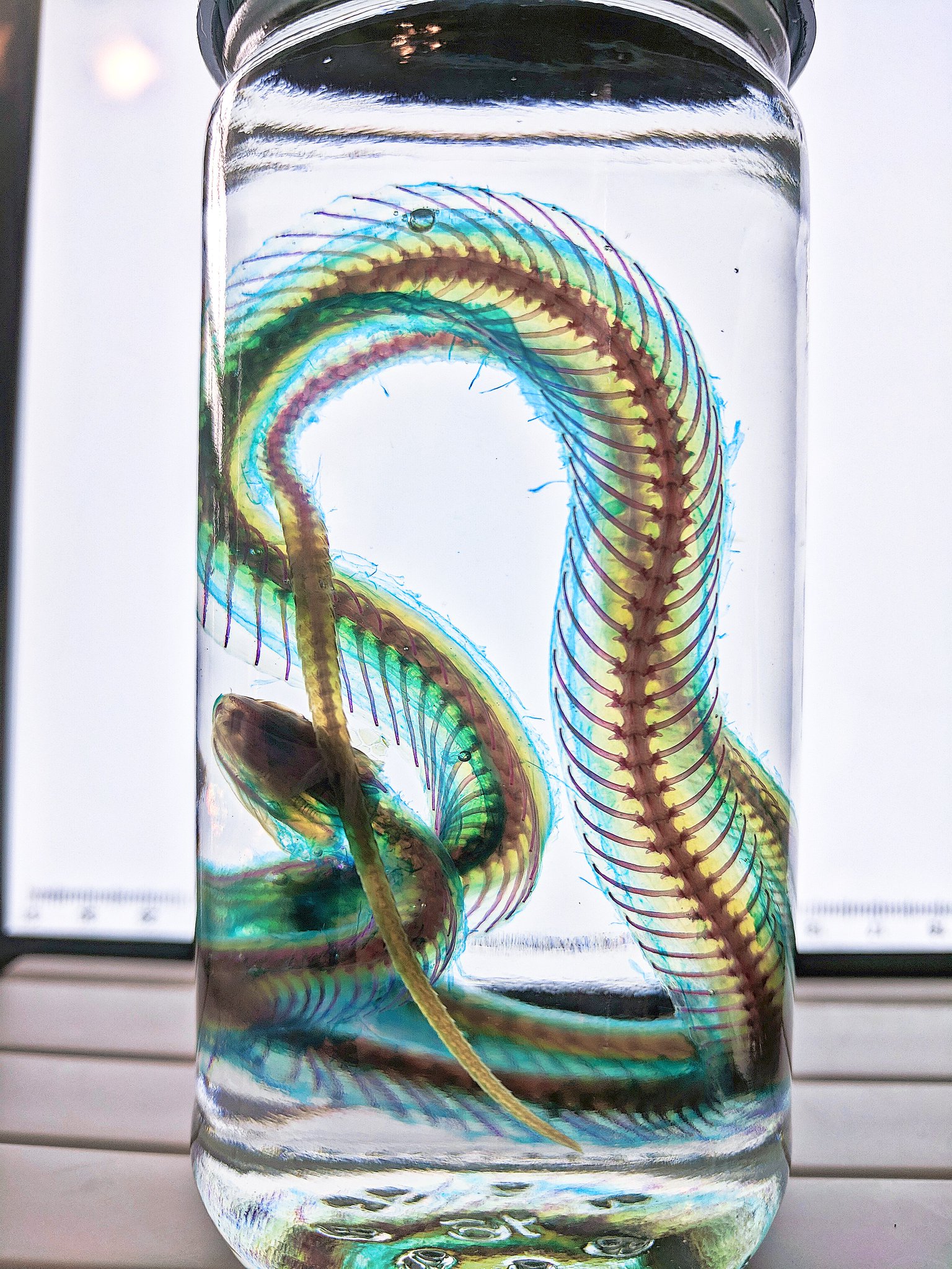 Garter Snakes In A Jar