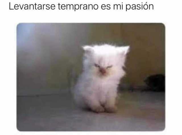 Levantarse Temprano Meme