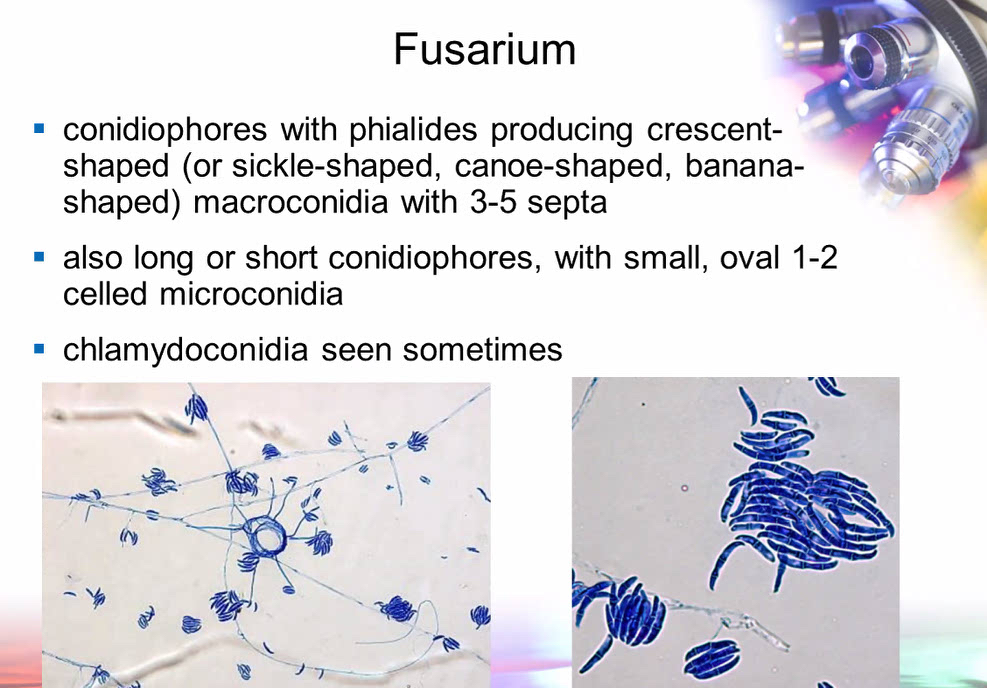 Microconidia Of Fusarium