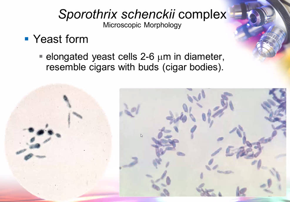 #MayoIDFellowship Core Curriculum Lecture Series It’s #FungusFriday ...