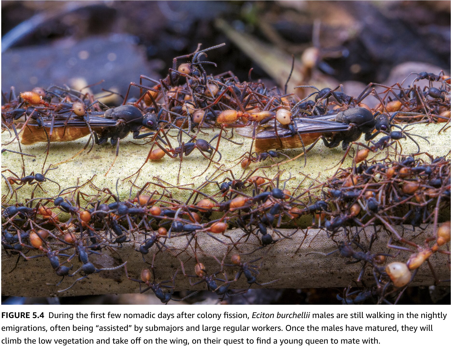 Army Ants Swarm