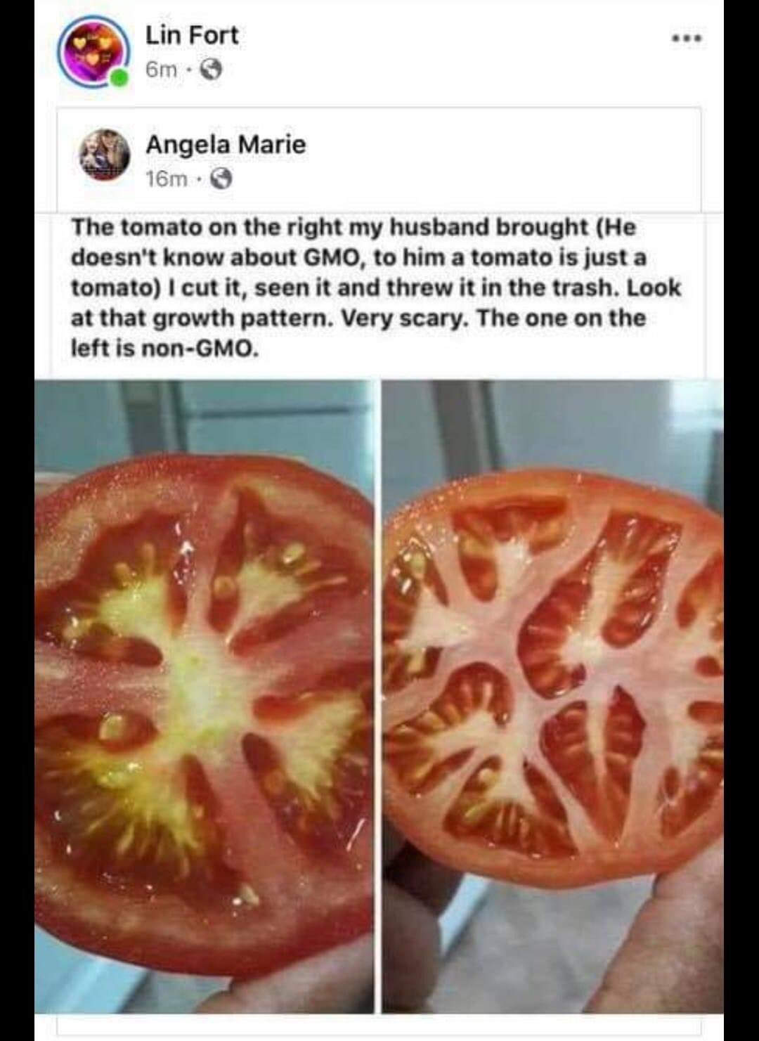 Gmo Tomatoes Vs Organic