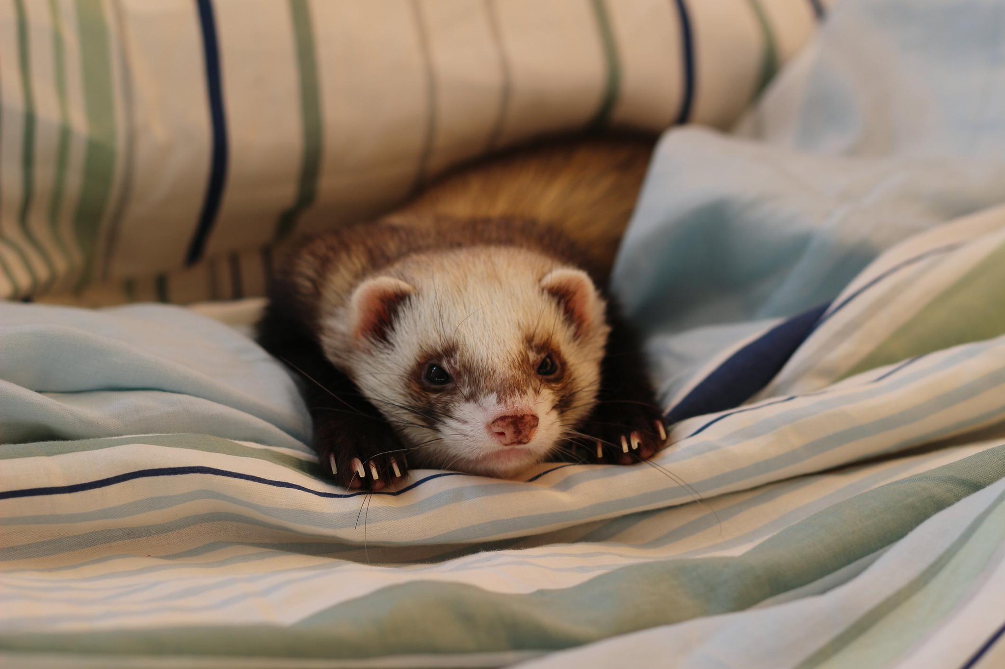 Ferret Teeth: Everything You Need To Know AZ Animals | atelier-yuwa.ciao.jp