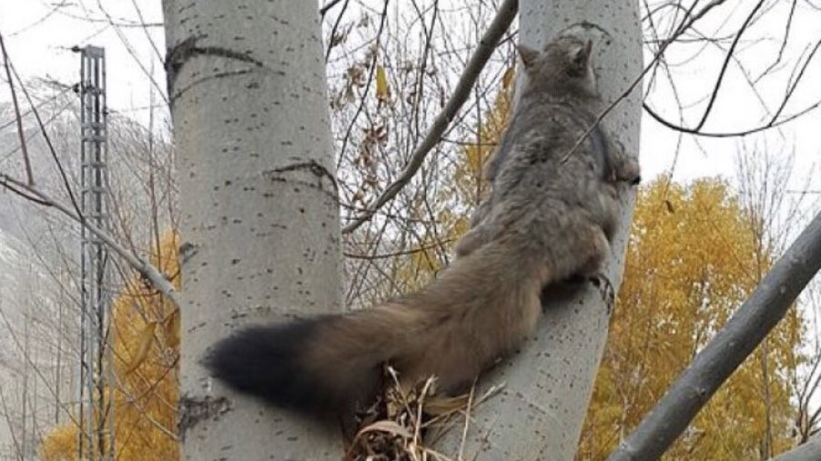 Woolly Flying Squirrel