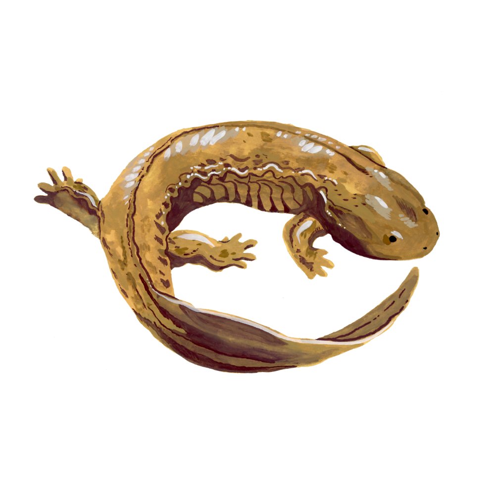 Cryptobranchus Alleganiensis