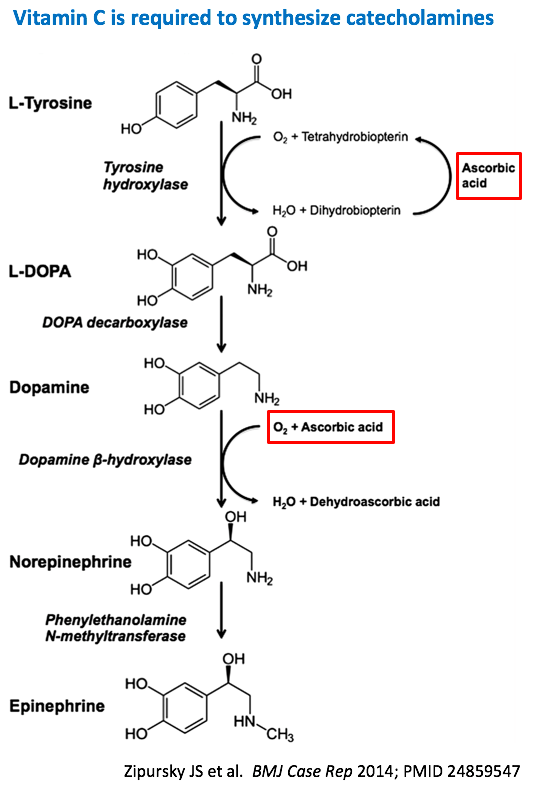 Norepinephrine Synthesis