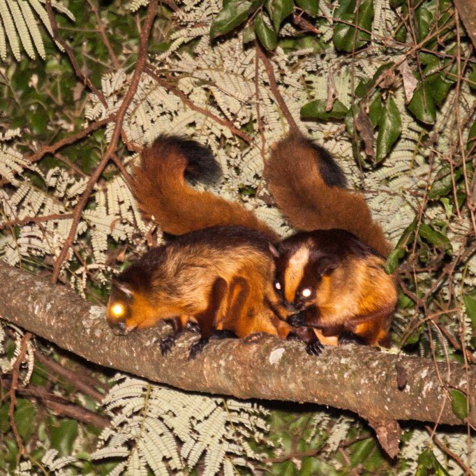 Woolly Flying Squirrel