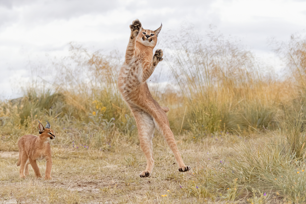 Caracal Catching Bird