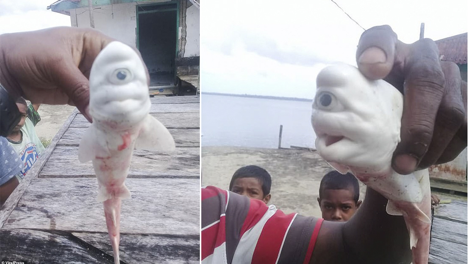 Cyclops Shark In Water