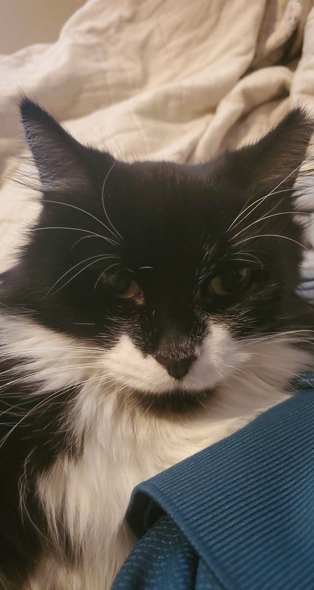 Collin Siebert (@SiebzC) | Twitter