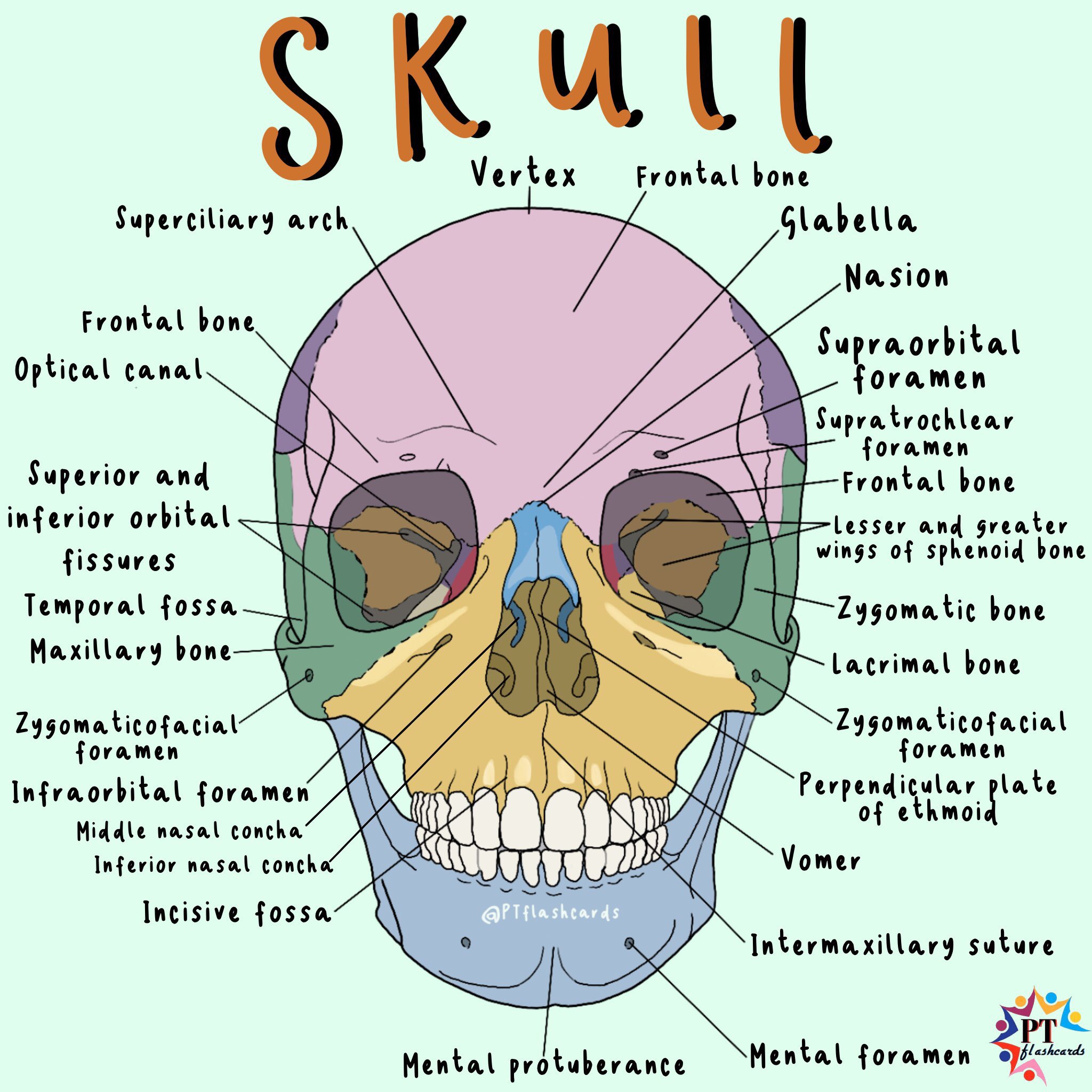 Mental Foramen Skull