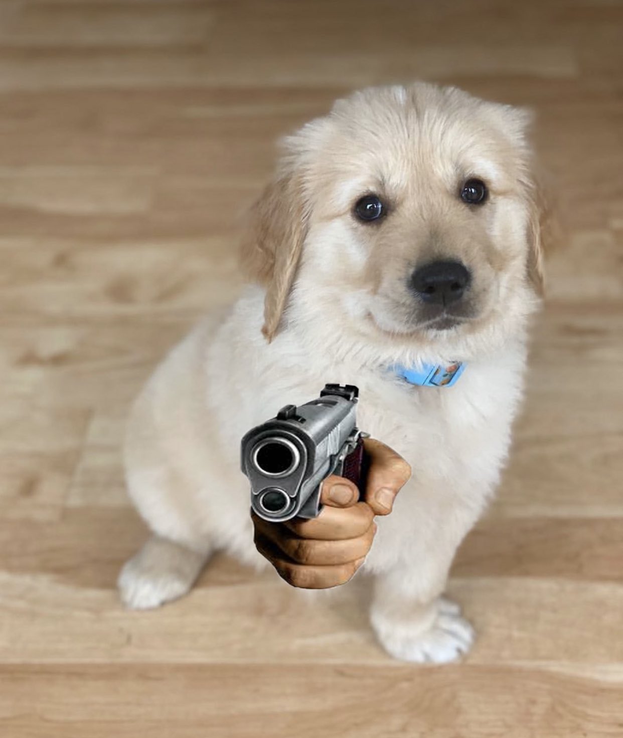 Puppies Holding Guns