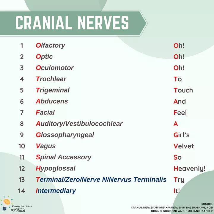 Mnemonic For Cranial Nerve Facial Cranial Nerve Mnemonic Flashcards