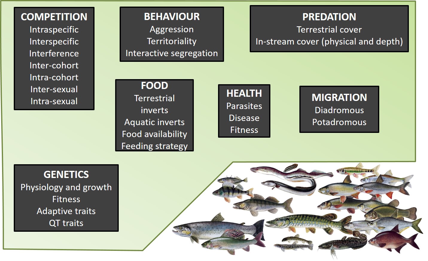Intraspecific Competition Fish
