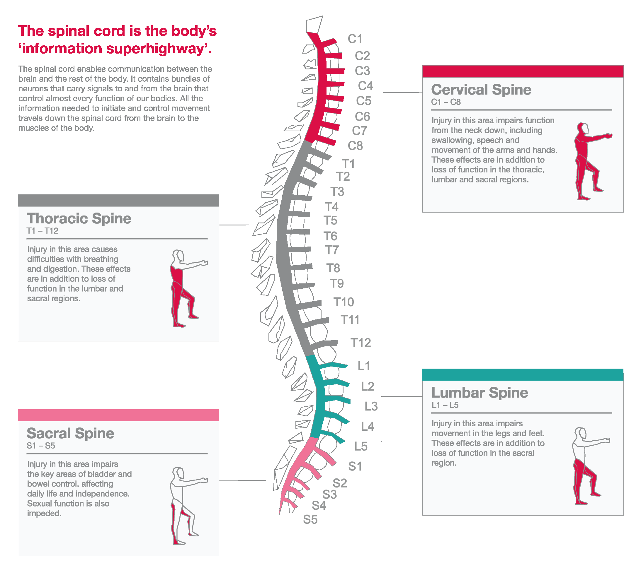 Spinal Cord Injury Levels