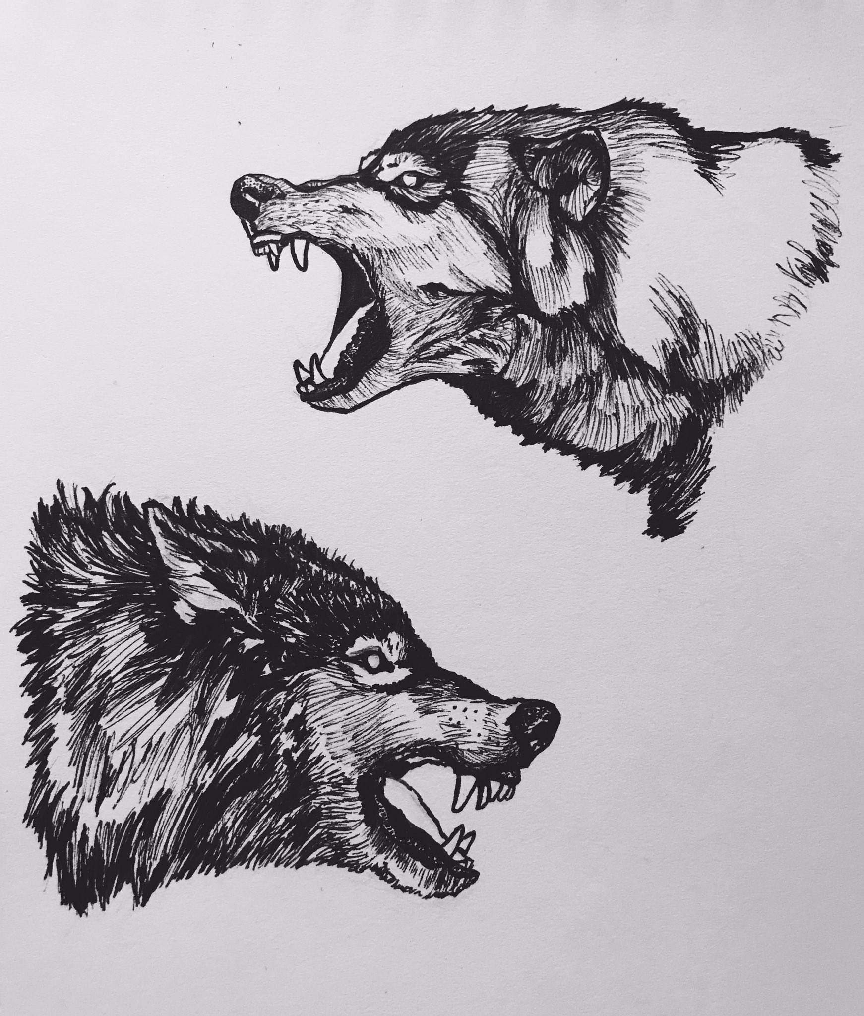 Drawings Of Angry Wolves