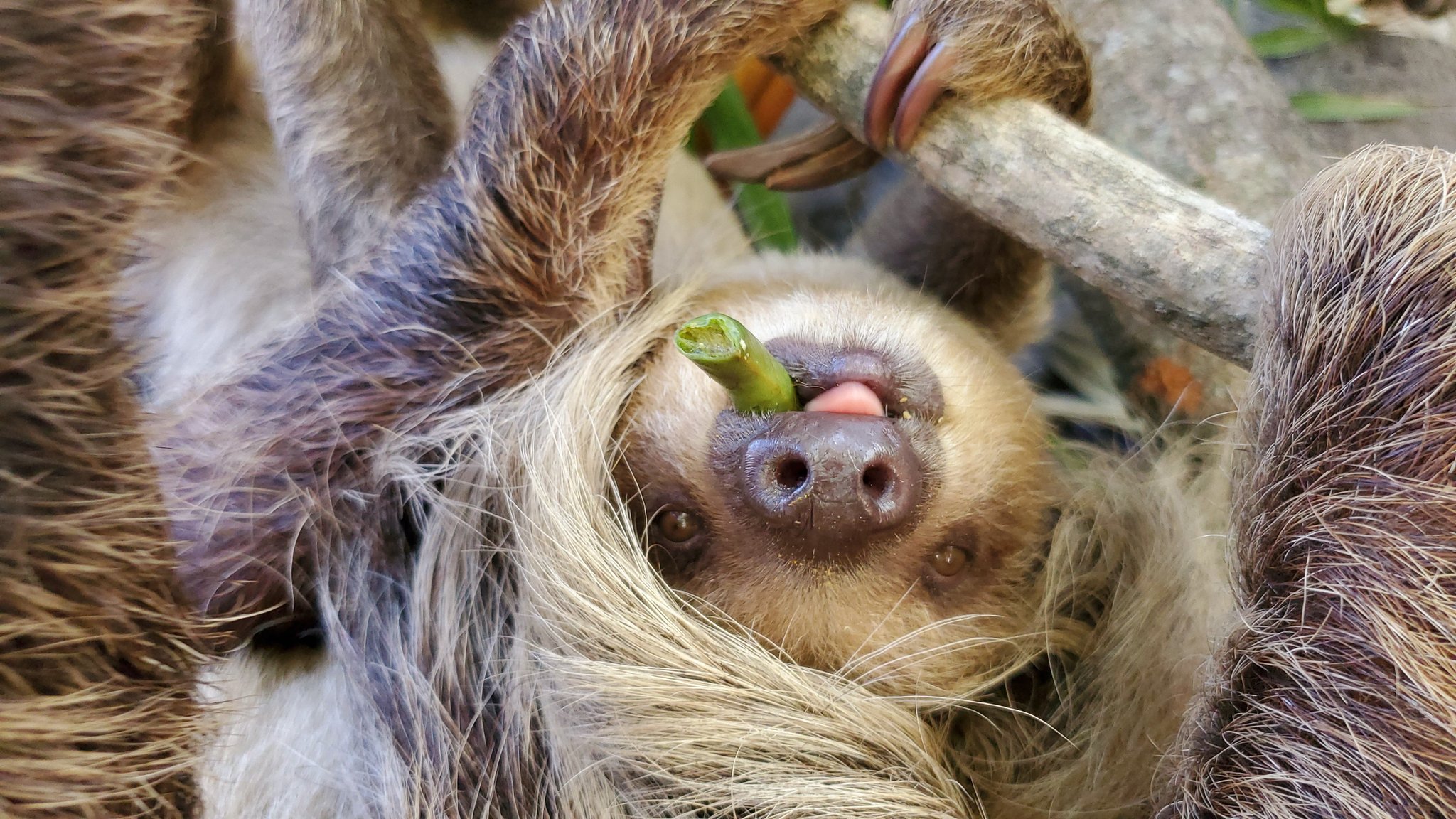 Pygmy Sloth
