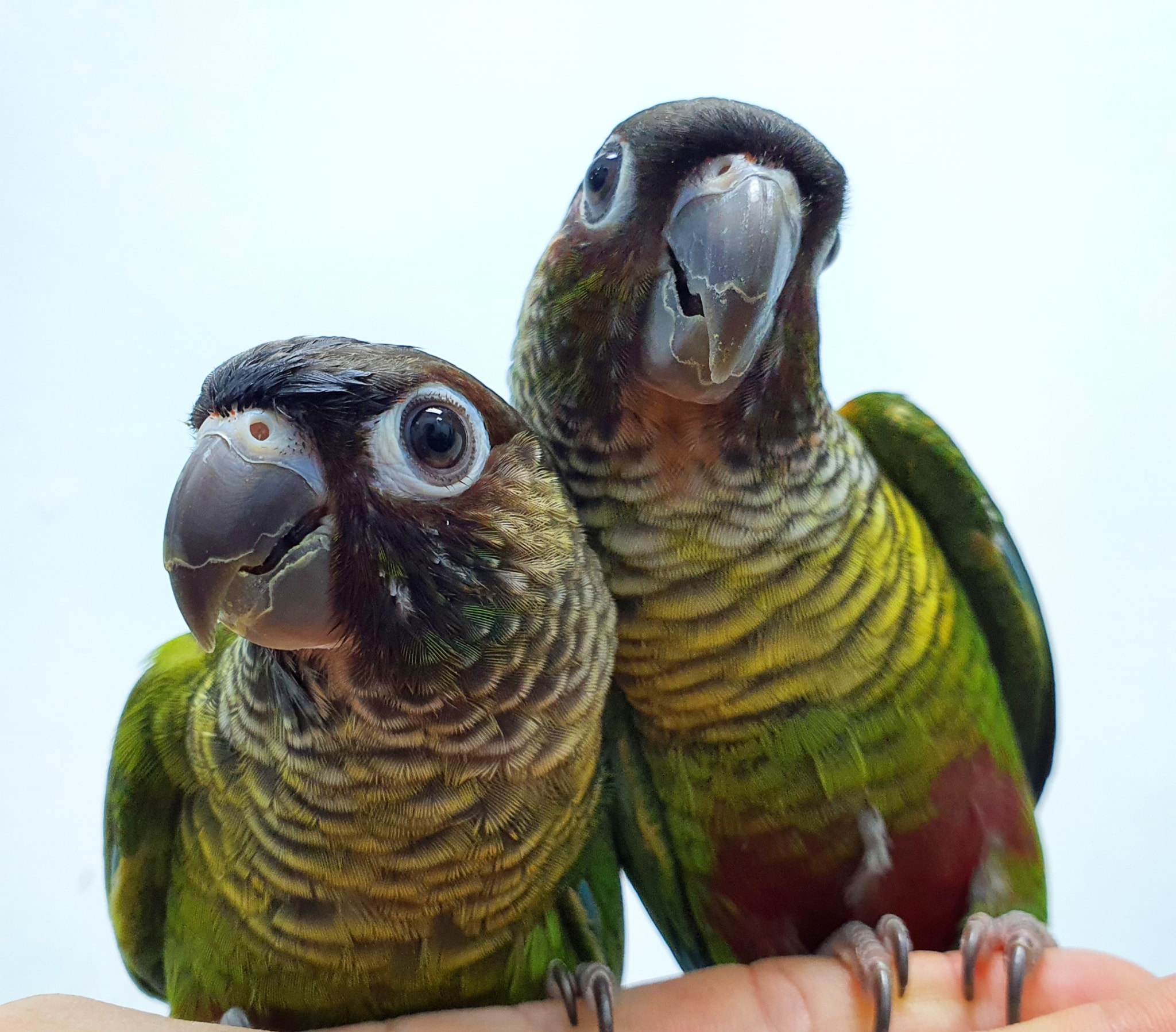 Green Conure Bird