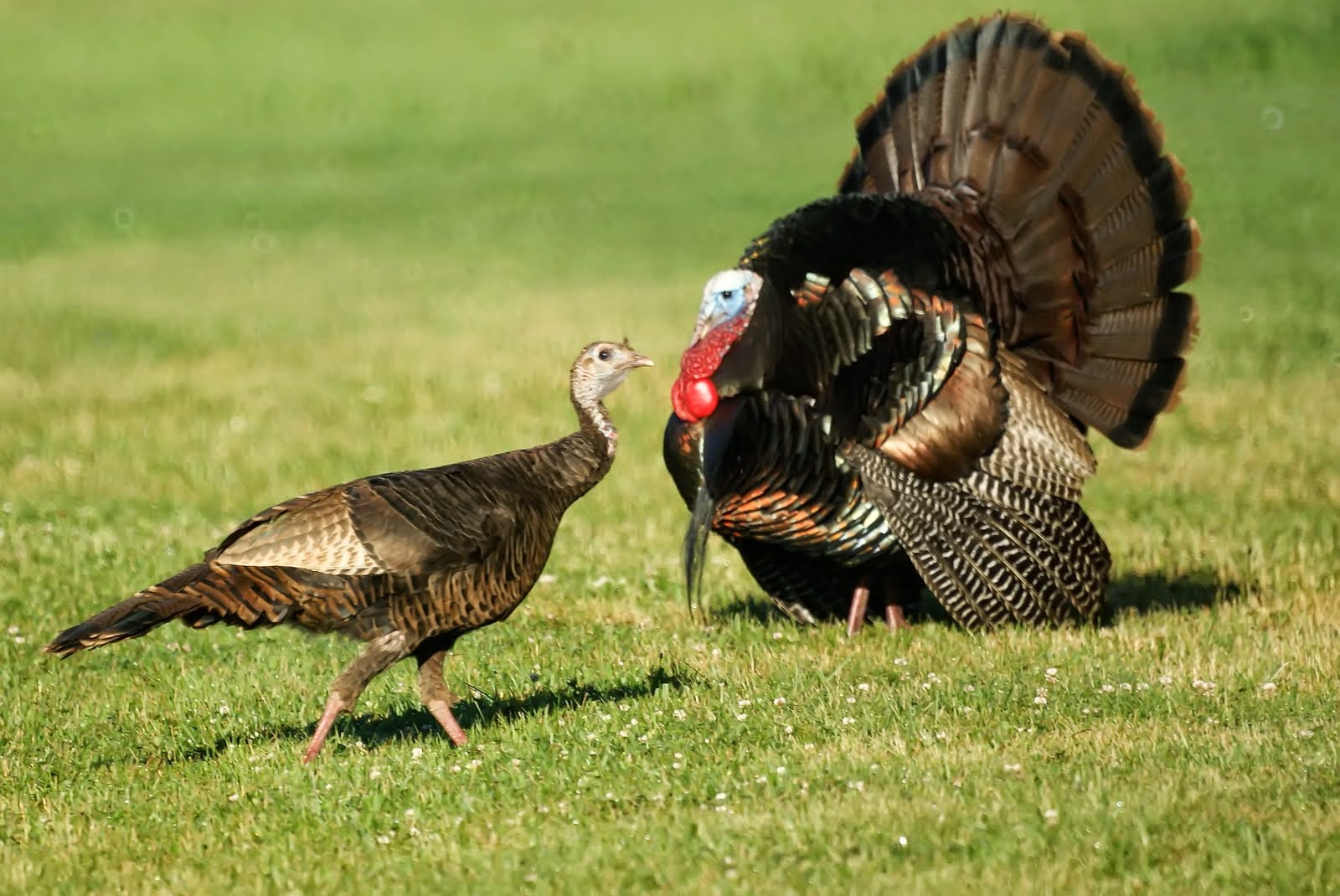 Male And Female Wild Turkey