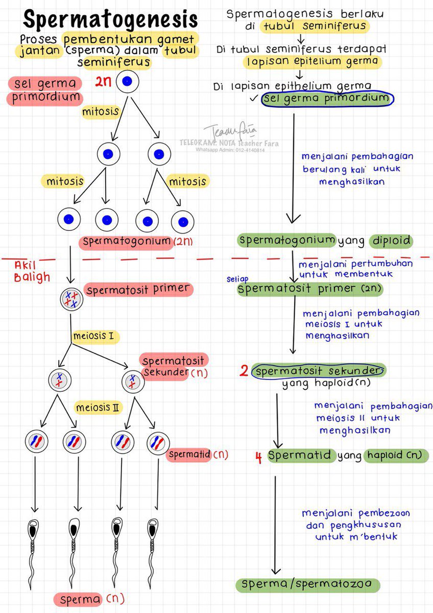 Spermatogenesis Flow Chart