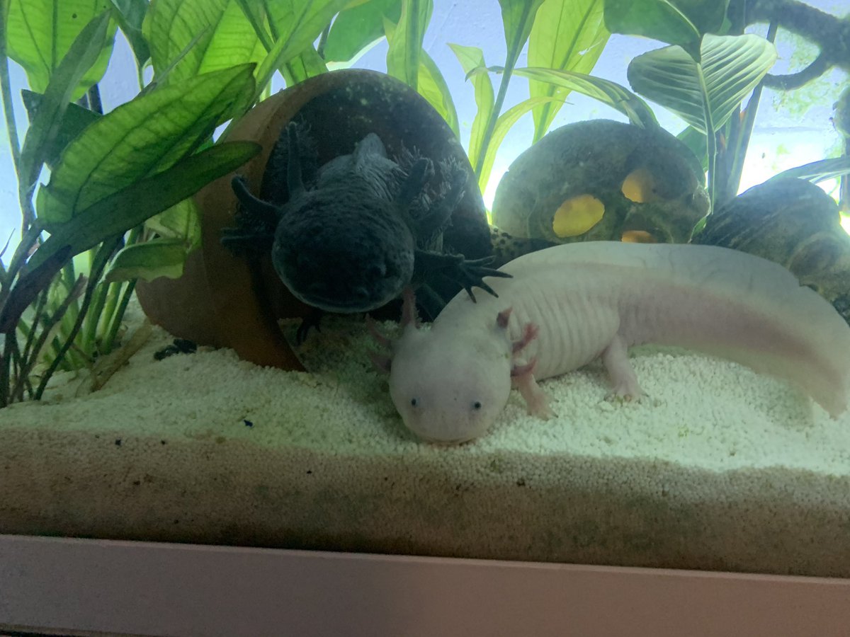 Axolotl of the day @Axolotl_Off Timeline, The Visualized Twitter ...