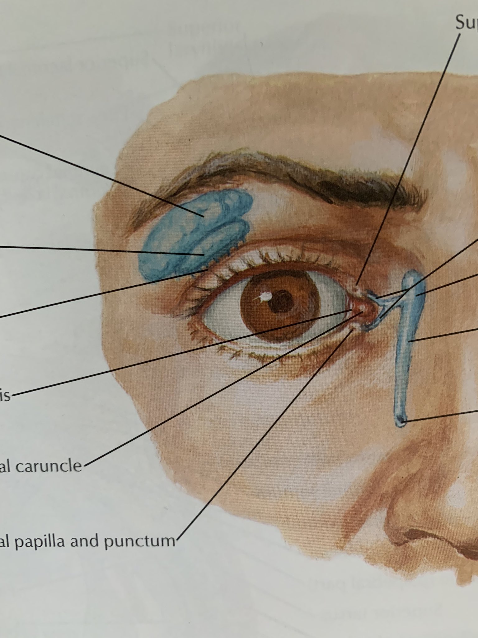 Lacrimal Papilla Aye, Eye – The Eyes – Part 2!” – Outlander