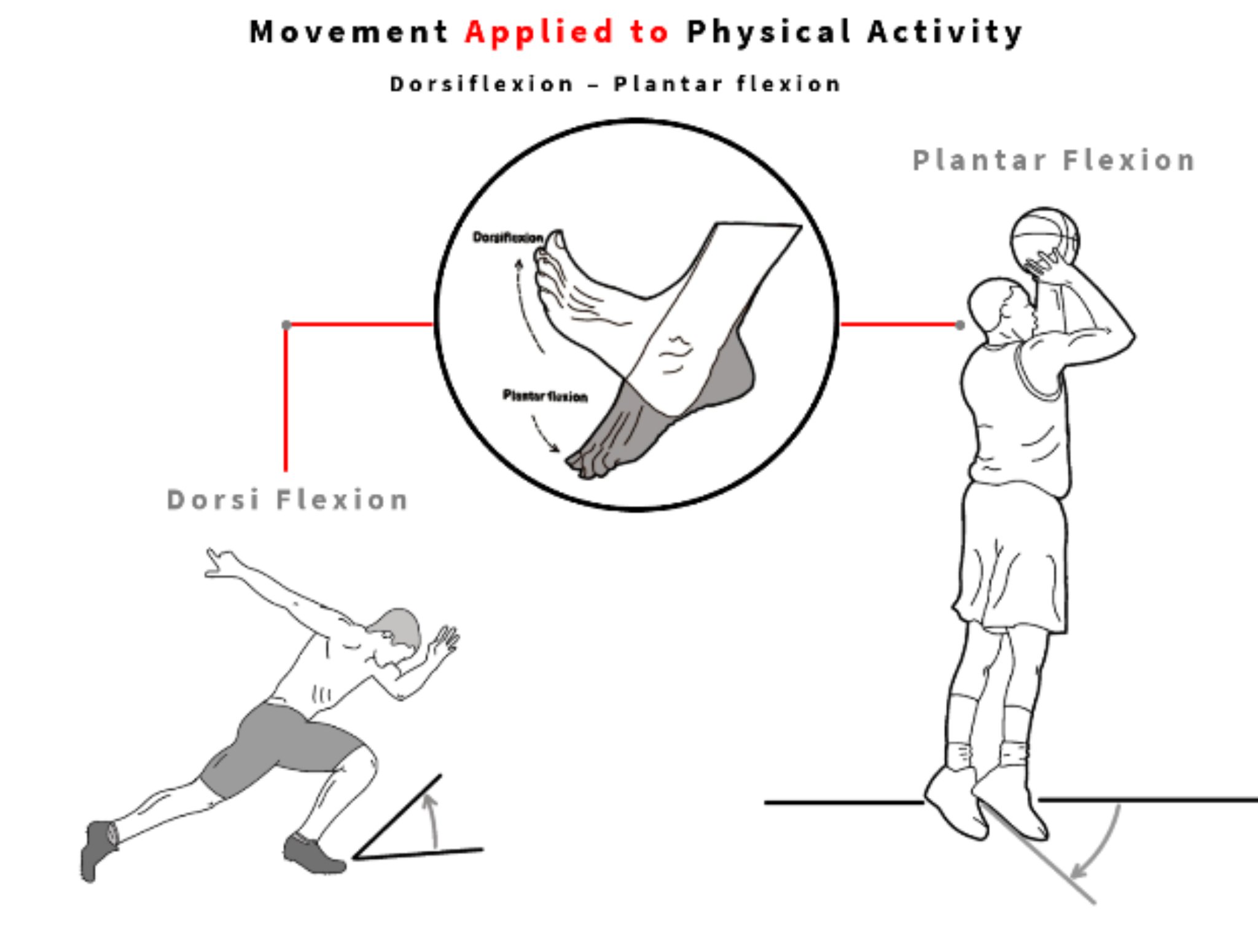 Plantar Flexion And Dorsiflexion
