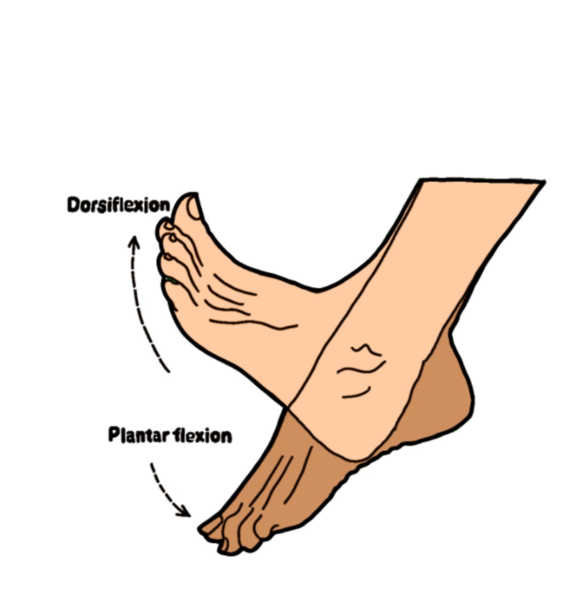 Dorsiflexion Movement