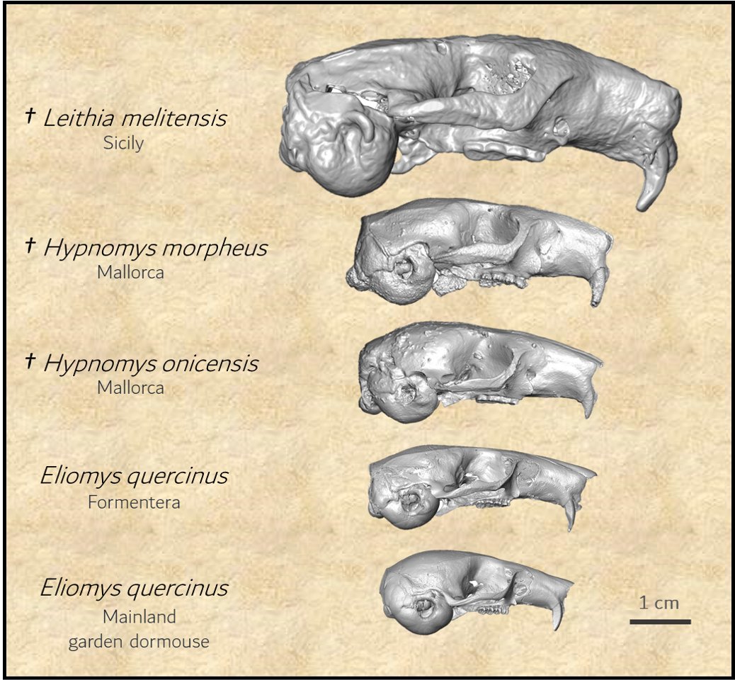 Gigantism In Animals