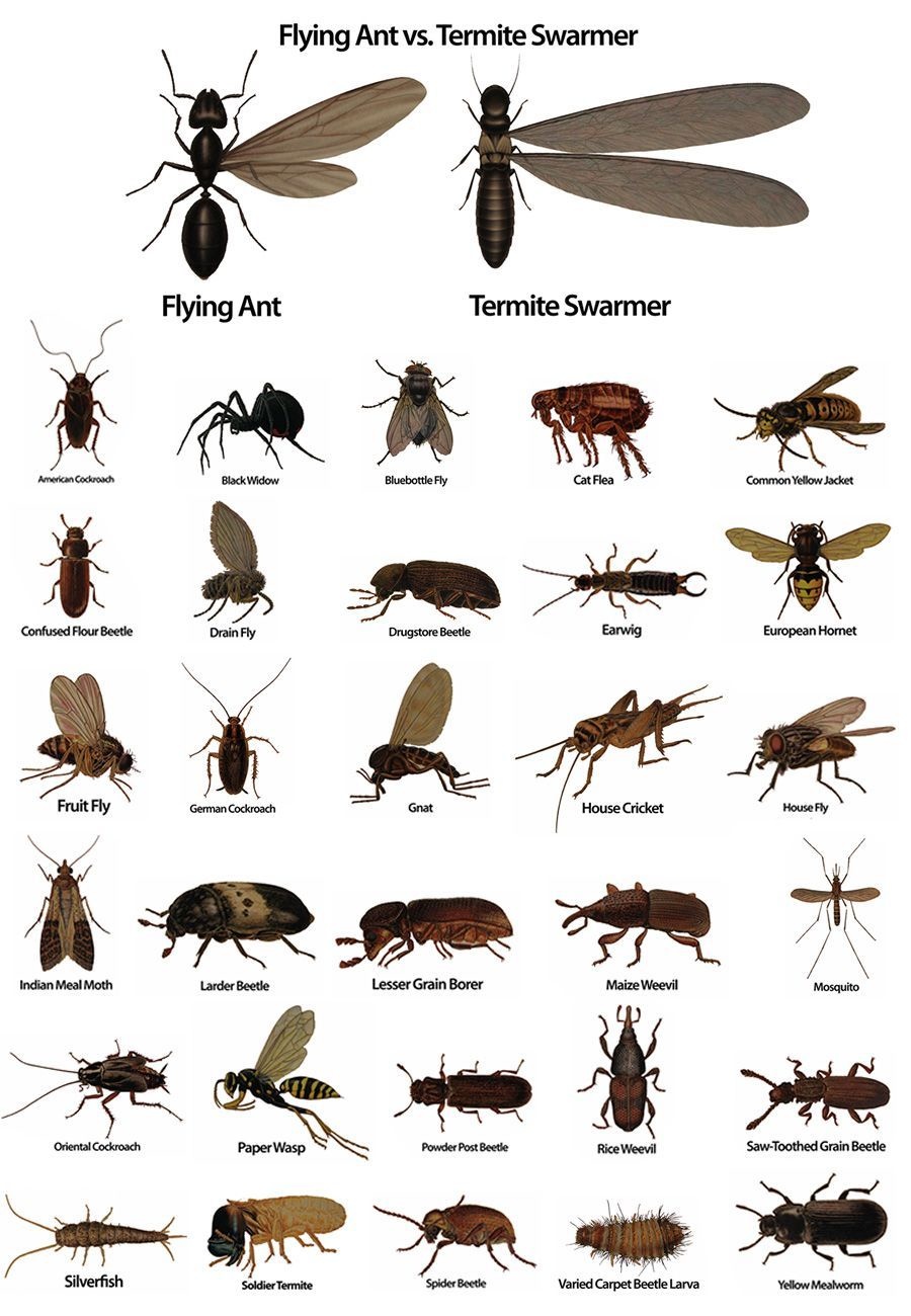 Insects Massachusetts Pest Control New Braintree, MA | 888 251 0826