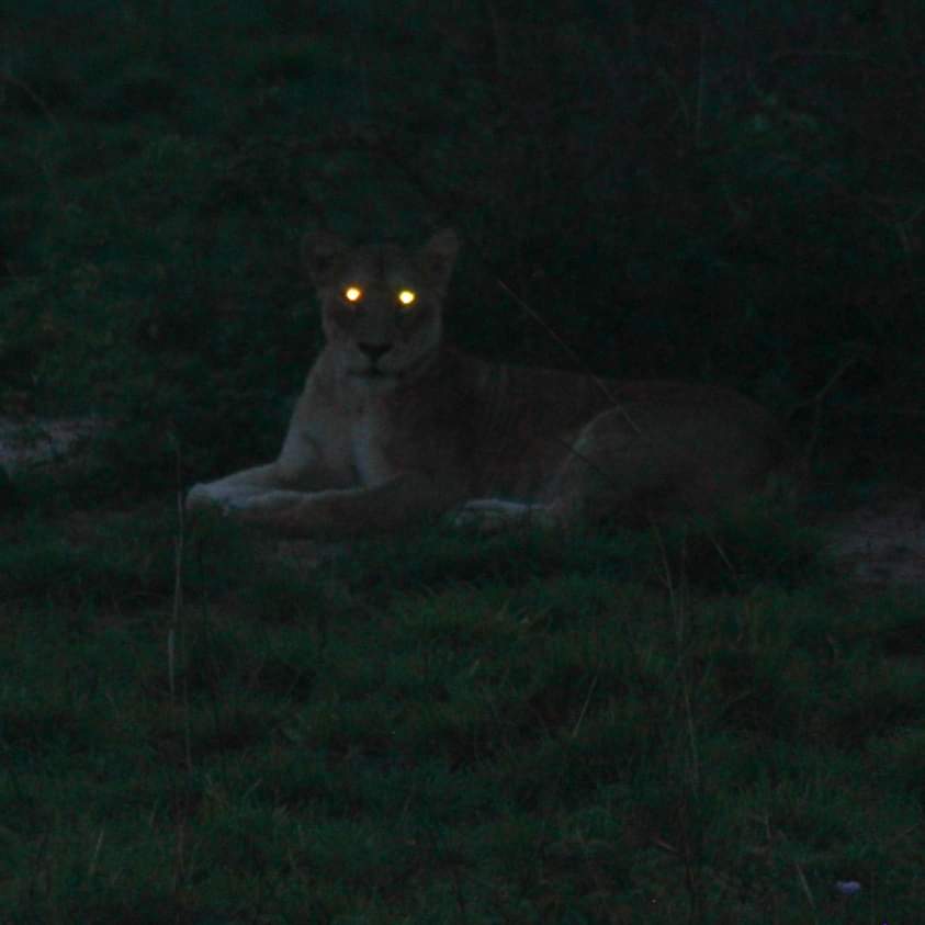 Mountain Lion Eyeshine