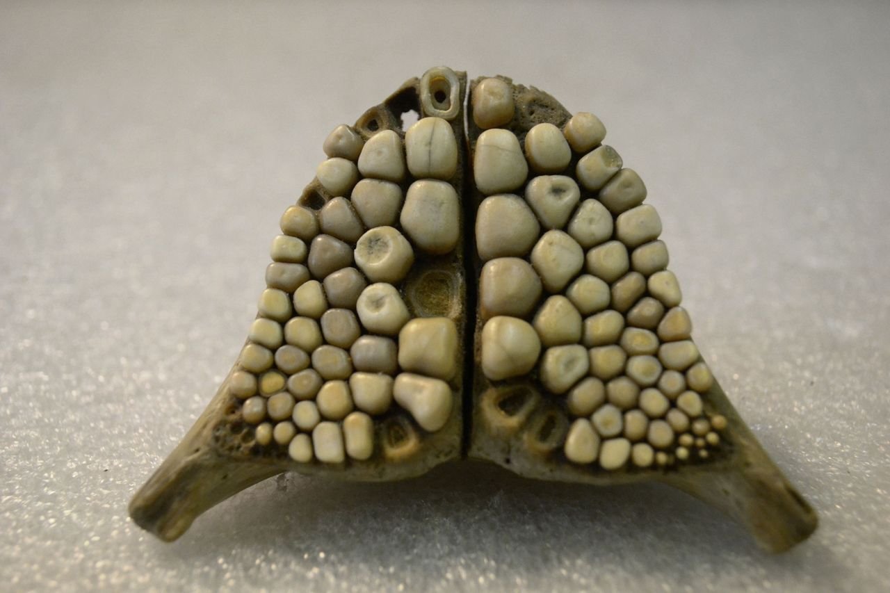 Black Drum Fish Teeth