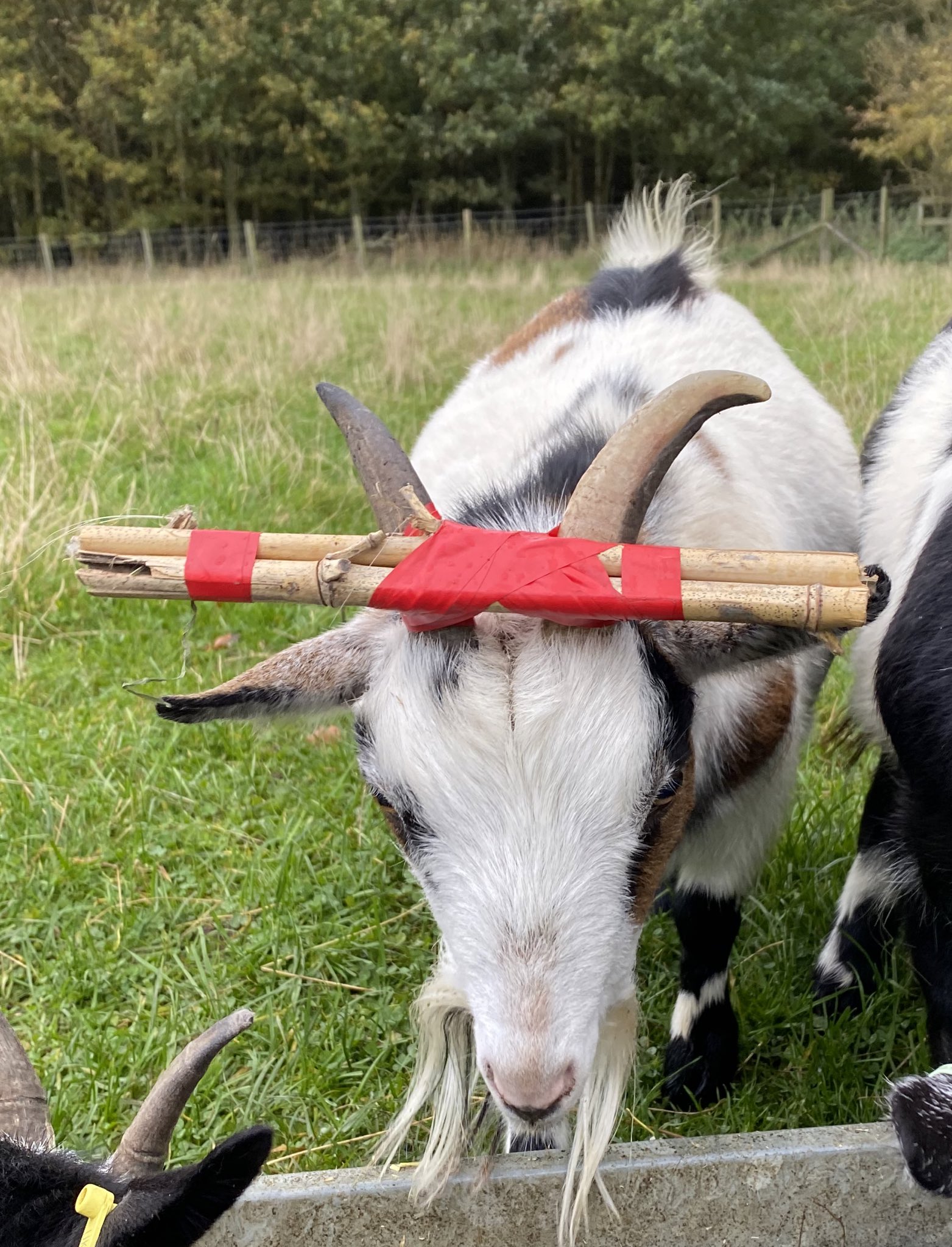 Goat Shaming