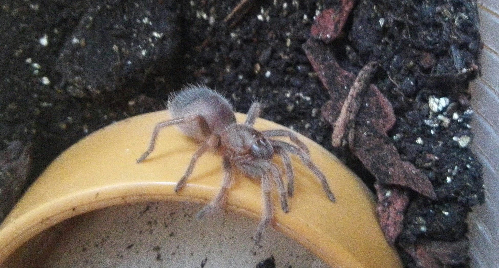 Mexican Red Knee Tarantula Baby